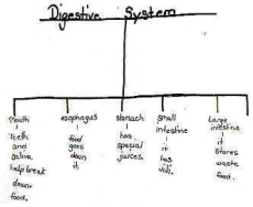 Thinking Maps, Inc. | Thinking Maps Student Examples